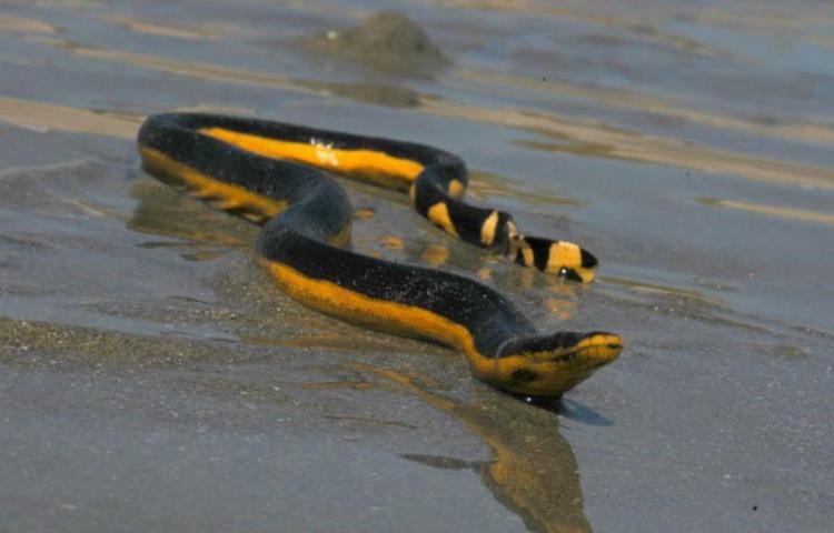 Playa Monagre cerrada por presencia de serpientes marinas | Critica