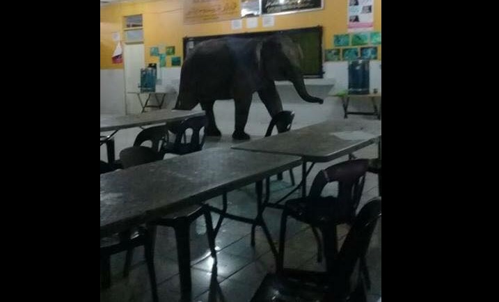 Elefante irrumpe en una escuela causando pánico (Video) | Critica