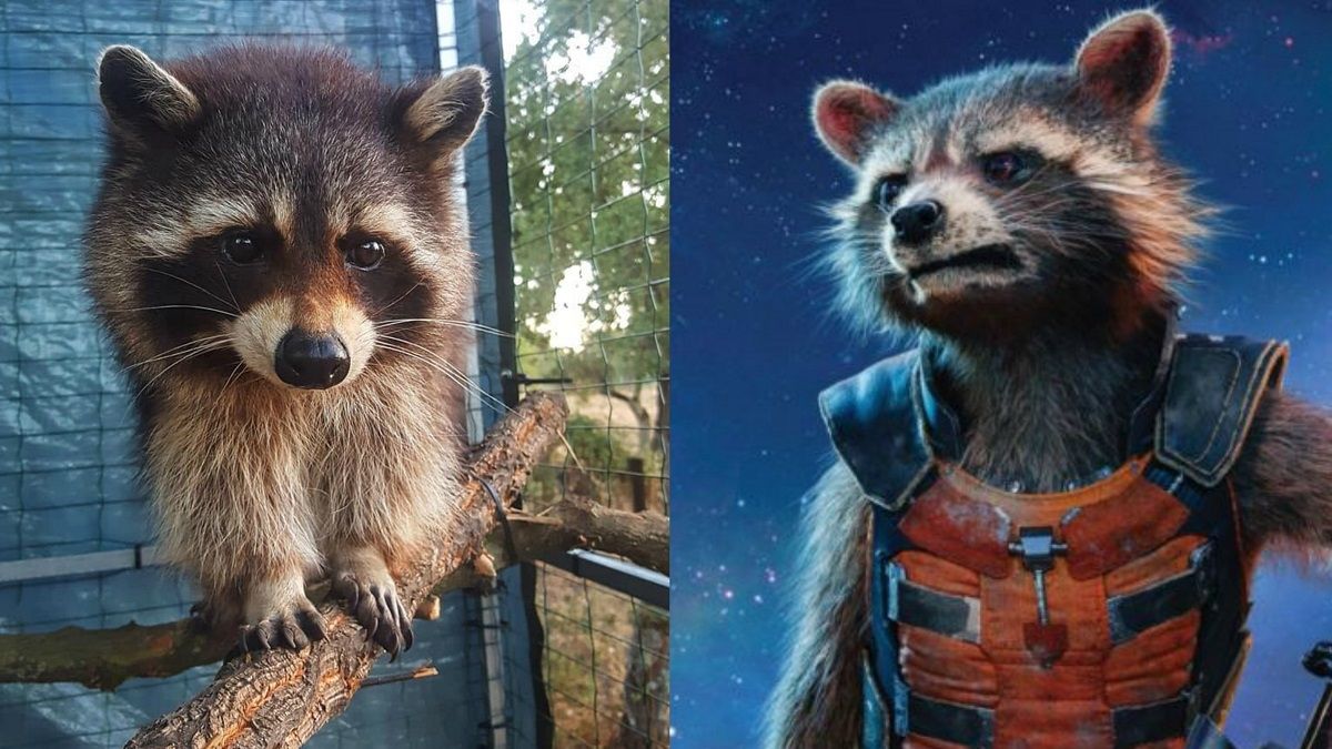 Murió el mapache que le daba vida a 'Rocket Racoon' en las cintas de ...