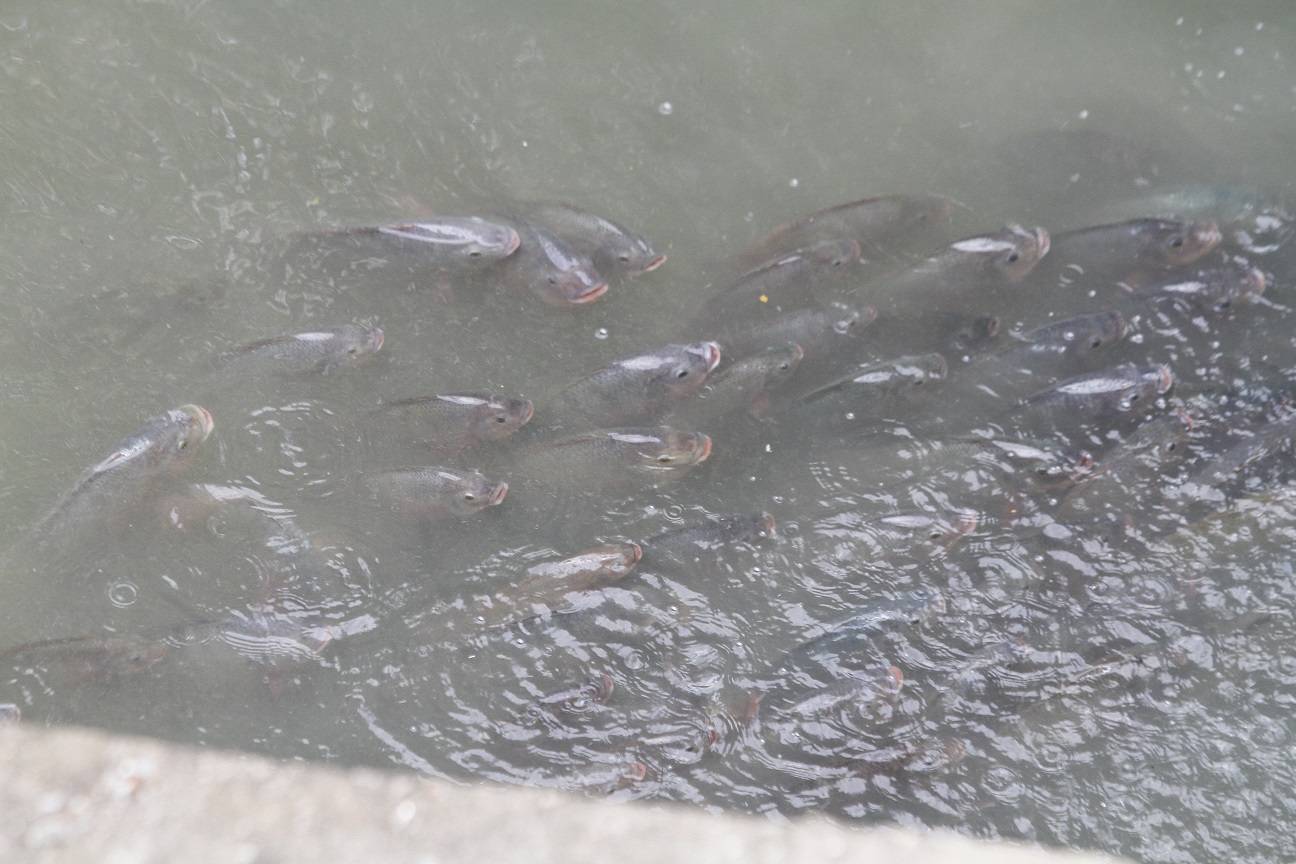 Peces luchan por sobrevivir en medio de falta de agua y contaminación ...
