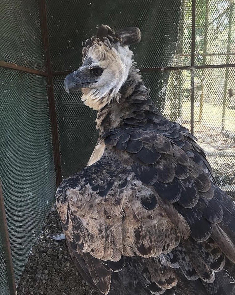 Hurtan Águila Harpía del parque Summit | Critica