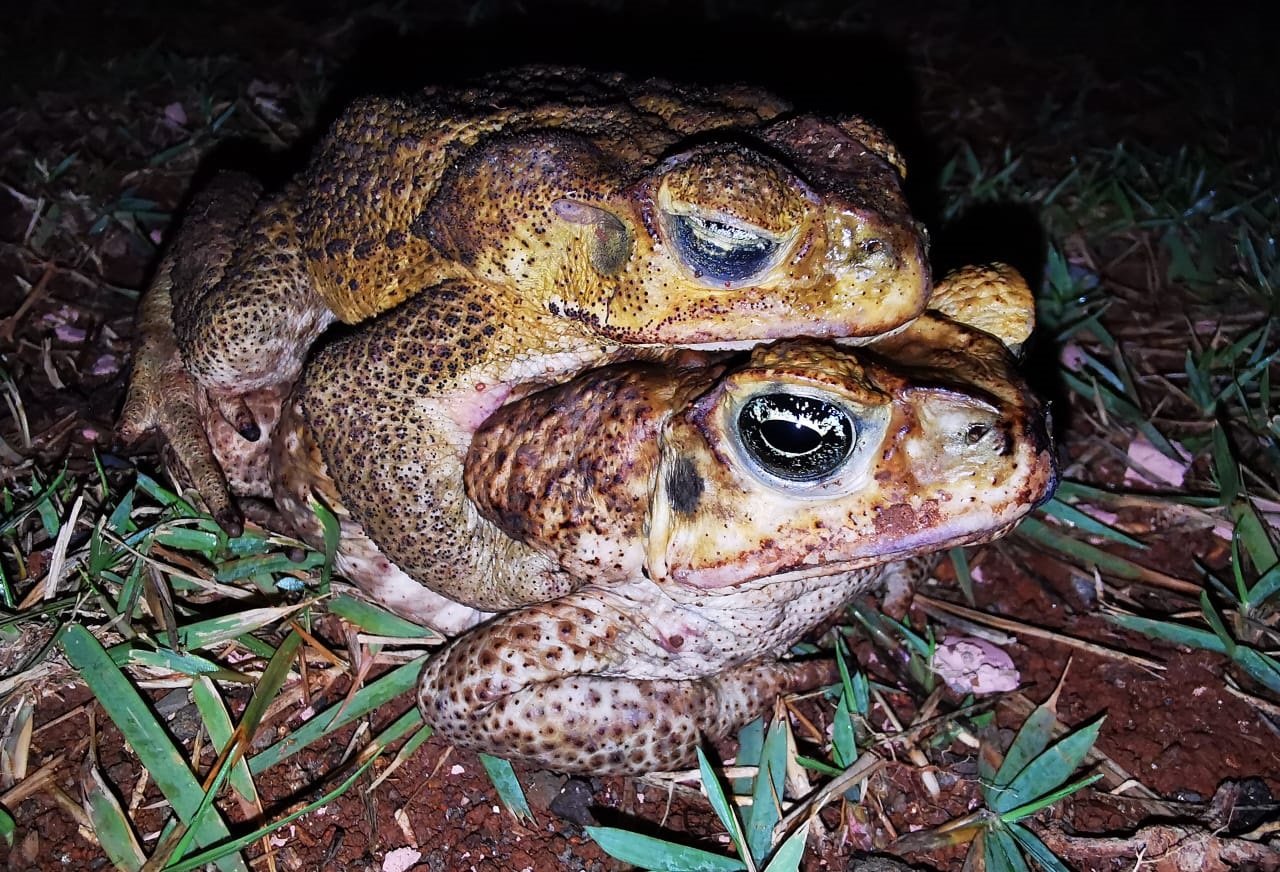 El 'sapo gigante' es nativo de Panamá y otras partes de América (Video ...