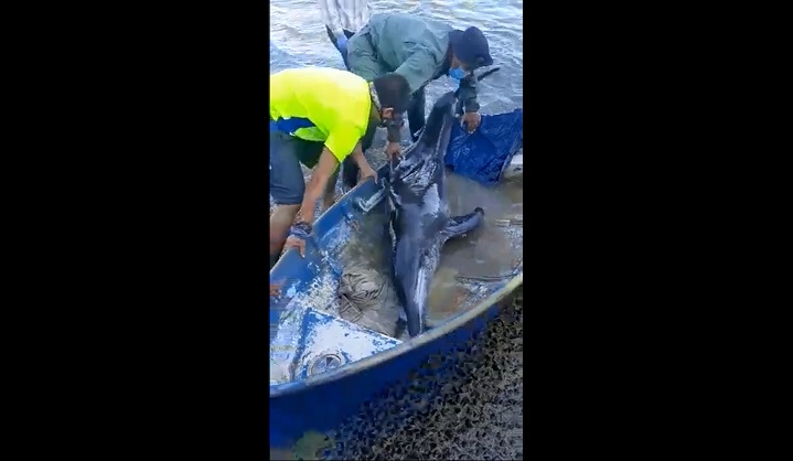 Rescatan delfín que se quedó varado en Puerto Caimito y lo liberan en ...