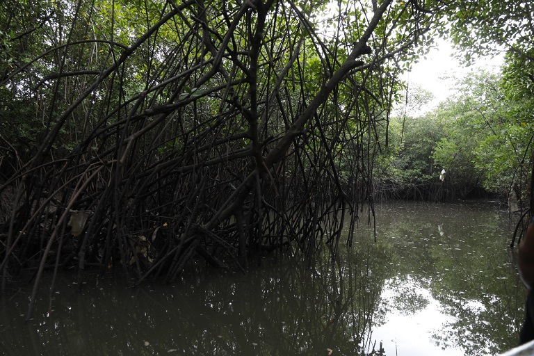 Panamá: el país con más especies de manglar del continente americano ...
