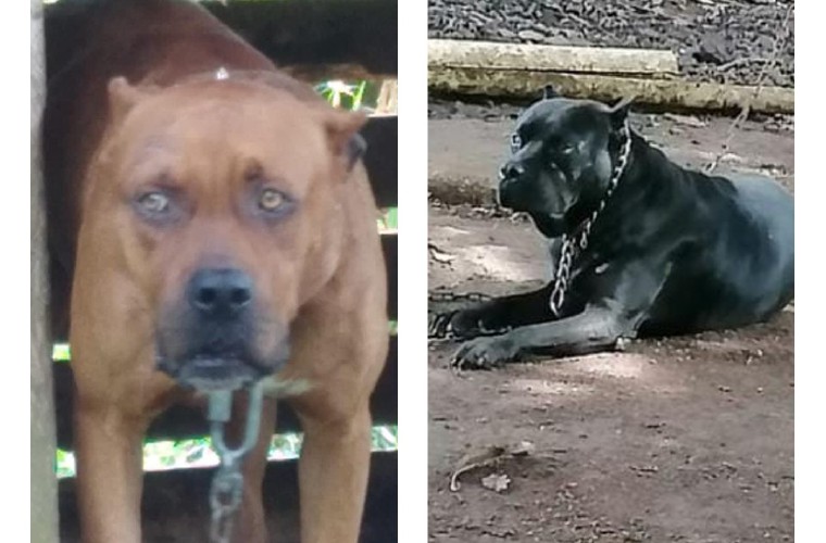 Rescatan a perros que eran puestos a pelear para entretenimiento | Critica