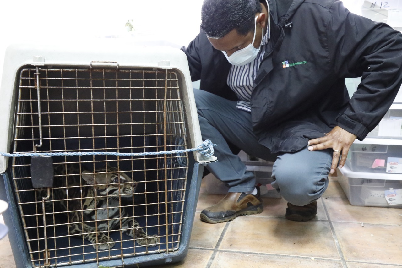 Investigan ataque de felino contra un ciudadano en Clayton | Critica