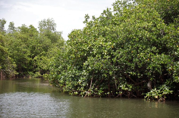 Plan para restaurar 250 hectáreas de manglar en Chame | Critica