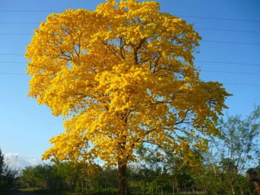 Protección del Guayacán en Panamá | Critica