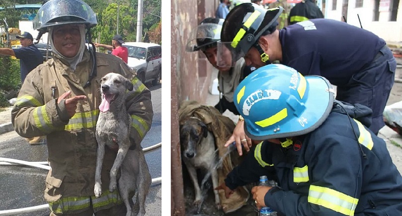 Bomberos rescatan dos perros de incendios, en menos de 24 horas | Critica