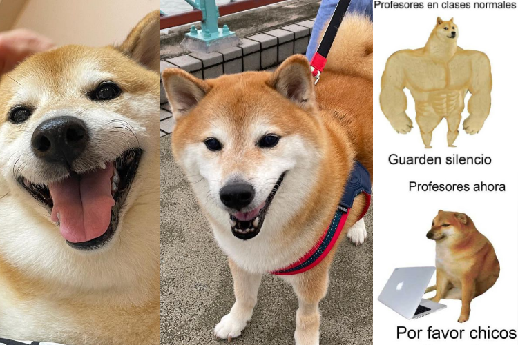 ¡Adiós Cheems! Muere el famoso perrito de los memes de Internet | Critica