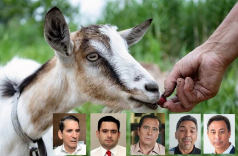 ¡Candidatos no sirven ni para sacar un chivo a mear! | Critica