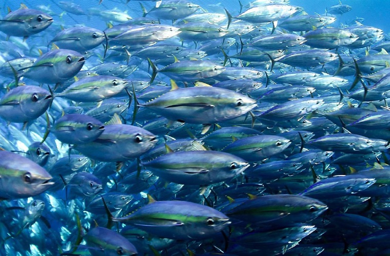 Comisión Interamericana del Atún Tropical se reunirá en Panamá | Critica