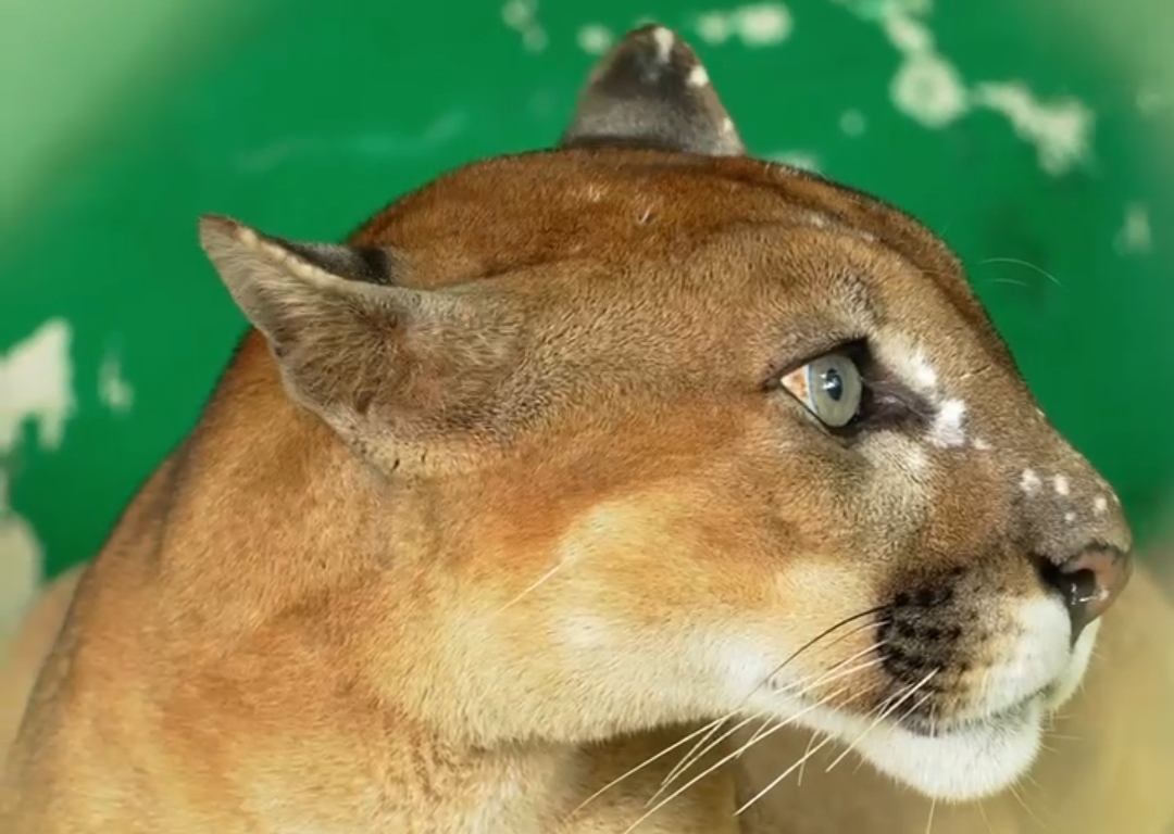 Baruma, el puma rescatado en Chiriquí, ya tiene un nuevo hogar | Critica
