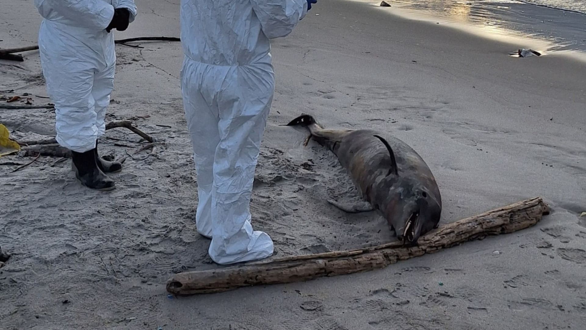 Hélices de embarcación destrozan a un delfín en Playa Cabezo | Critica
