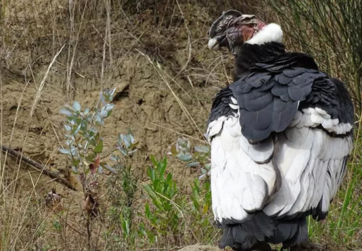 Chunka, una cóndor que ubica al menos 78 dormideros | Critica