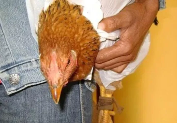 Dejan presos a dos roba gallinas | Critica