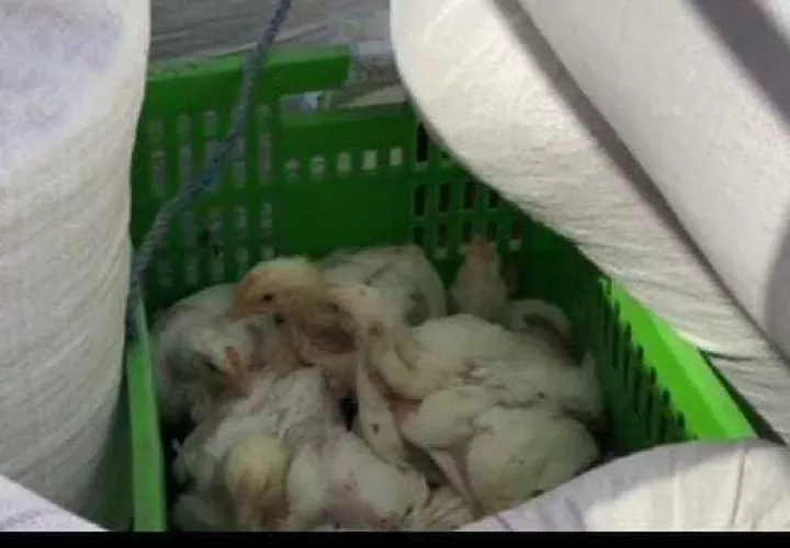 Cae banda "roba pollos" en Chepo | Critica