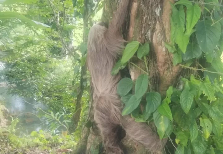 Rescatan a perezoso y lo liberan en el parque Portobelo | Critica